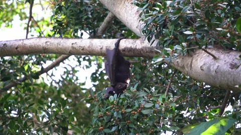 Exotic wild bat, black flying fox hangin... | Stock Video | Pond5