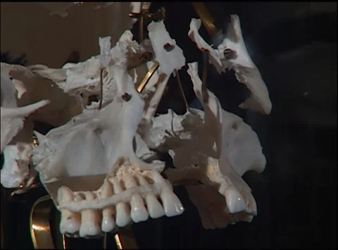 Bones and All Stock Videos – Royalty-Free HD & 4K Videos