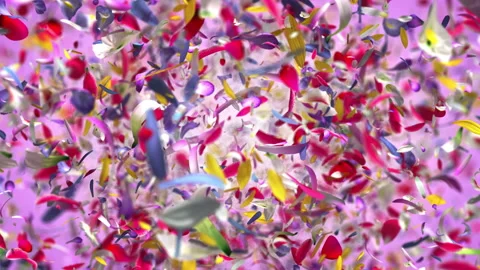 Flower Petals Stock Footage ~ Royalty Free Stock Videos | Pond5