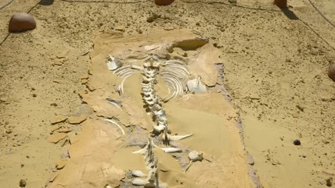 Explore ancient whale skeletons in the V... | Stock Video | Pond5