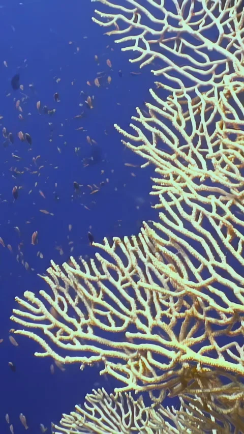 Fire Explorrer Stock Videos – Royalty-Free HD & 4K Videos | Pond5