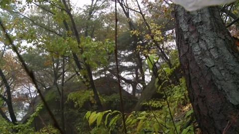 Windy Rainforest Stock Footage ~ Royalty Free Stock Videos | Pond5