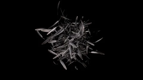 Feathers Disappear Stock Video Footage | Royalty Free Feathers ...
