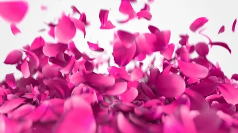 Flower Explosion Stock Footage ~ Royalty Free Stock Videos | Pond5