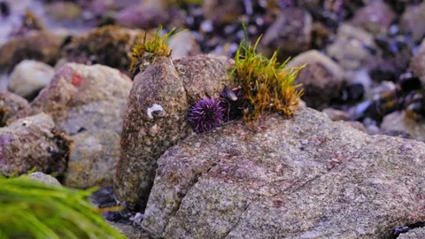 Exposed small purple spiky sea urchin at... | Stock Video | Pond5