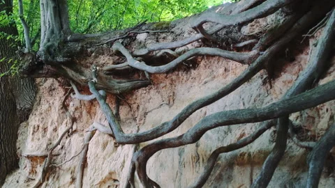 Loesser Stock Footage ~ Royalty Free Stock Videos | Pond5