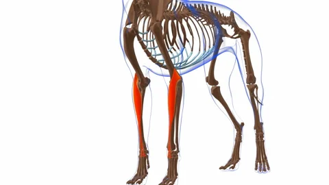 Extensor Carpi Radialis muscle Dog muscl... | Stock Video | Pond5