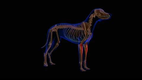 Extensor Carpi Radialis muscle Dog muscl... | Stock Video | Pond5