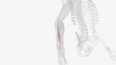 Extensor digiti minimi is a long, thin m... | Stock Video | Pond5