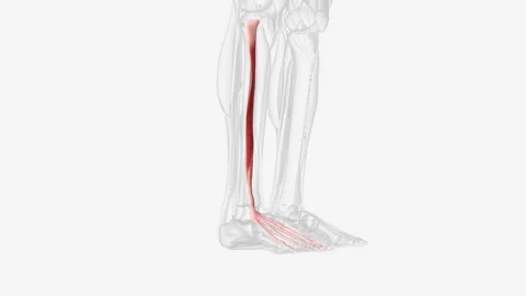 Extensor digitorum is a long muscle loca... | Stock Video | Pond5