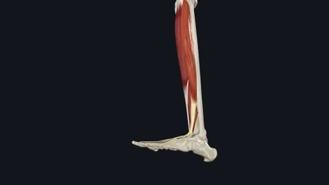 Extensor digitorum longus (EDL muscle) i... | Stock Video | Pond5