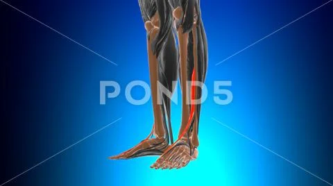 Extensor hallucis longus Muscle Anatomy For Medical Concept 3D ...