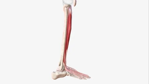 The extensor hallucis longus muscle is a... | Stock Video | Pond5