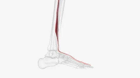 The extensor hallucis longus muscle is a... | Stock Video | Pond5