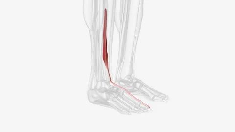 The extensor hallucis longus muscle is a... | Stock Video | Pond5