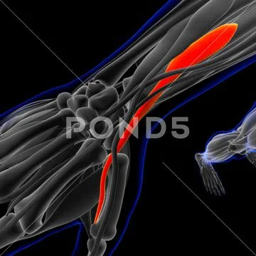 Extensor Pollicis Brevis Muscle Anatomy For Medical Concept 3D ...