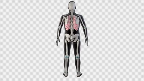 External Intercostal Muscles on Whole Hu... | Stock Video | Pond5