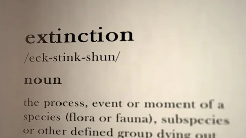 Dodo Stock Footage ~ Royalty Free Stock Videos | Pond5