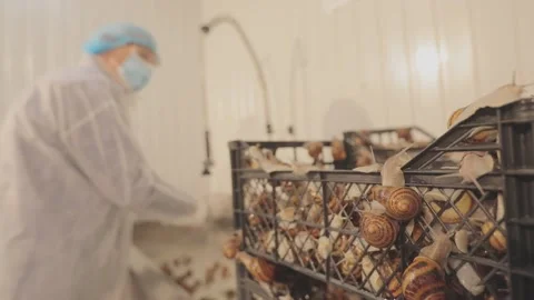 Extraction of mucin from snails. The mod... | Stock Video | Pond5