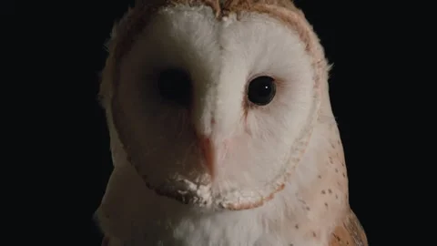 Extreme close up barn owl on black backg... | Stock Video | Pond5