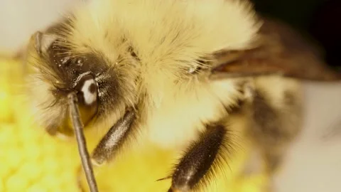 Extreme close-up of bee head and legs, s... | Stock Video | Pond5