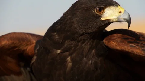 Hawk Desert Stock Videos – Royalty-Free HD & 4K Videos