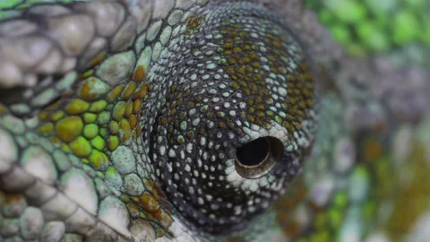 Extreme close-up, eye of the chameleon r... | Stock Video | Pond5