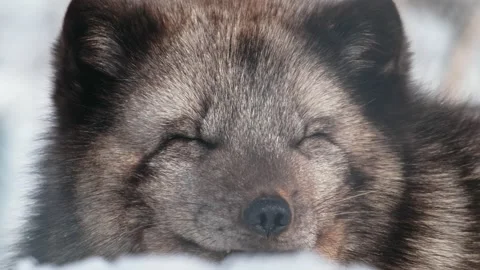 Extreme close up of face of an Arctic fo... | Stock Video | Pond5