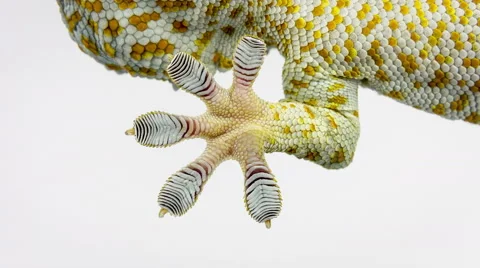 Gecko Feet Stock Footage ~ Royalty Free Stock Videos | Pond5