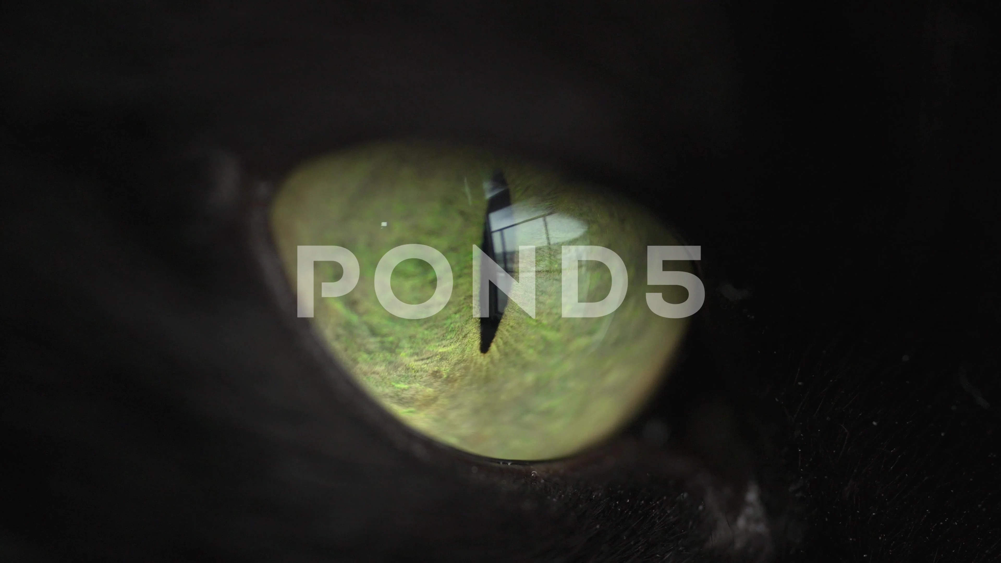 Cat Eye Close Up Microscope