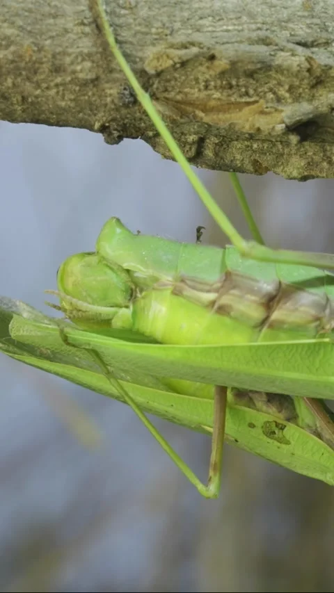 Extreme close-up of mating process of pr... | Stock Video | Pond5