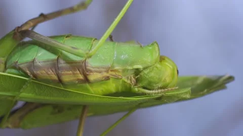 Extreme close-up of mating process of pr... | Stock Video | Pond5