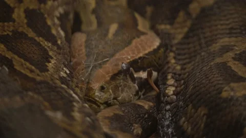 Extreme Close Up Of Shading Python Const... | Stock Video | Pond5