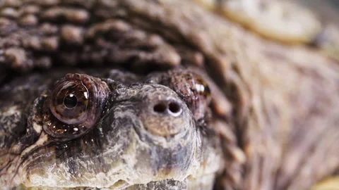 Extreme close up of snapping turtle face... | Stock Video | Pond5