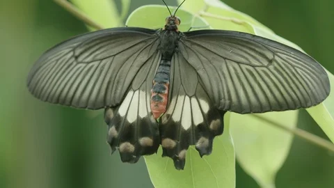 Extreme close up static shot of a Great ... | Stock Video | Pond5