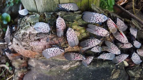 Extreme close-up of swarm of spotted lan... | Stock Video | Pond5