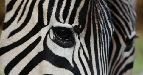 Extreme close-up of two zebra eye and fa... | Stock Video | Pond5