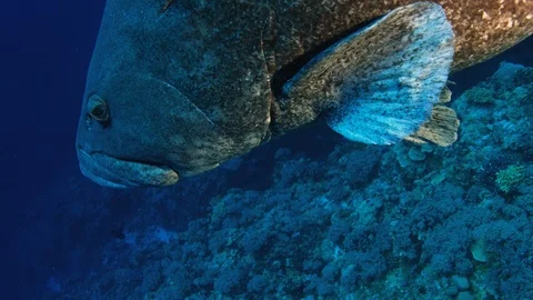 Potato Stock Videos – Royalty-Free HD & 4K Videos