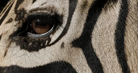 Extreme close-up of zebra eye and face | Stock Video | Pond5