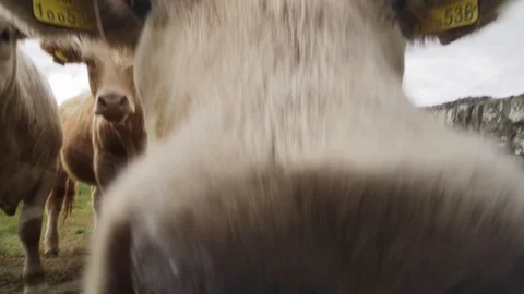 Extreme closeup of cow muzzle, smelling ... | Stock Video | Pond5