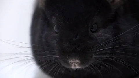 Extreme closeup portrait of a black chin... | Stock Video | Pond5