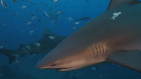 Sharking Videos Stock Videos – Royalty-Free HD & 4K Videos