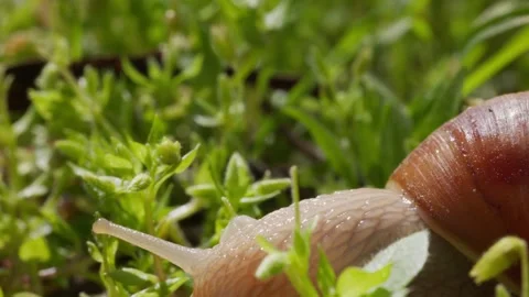 Extreme Closeup View Of A Snail Eyes And... | Stock Video | Pond5