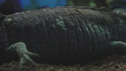 Axolotl Stock Footage ~ Royalty Free Stock Videos | Pond5
