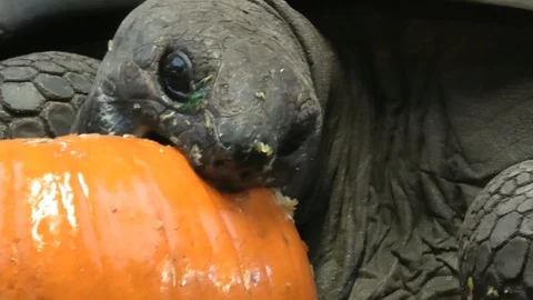 Stock Footage by Msvrvisual | Official Pond5 Storefront