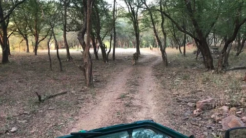 An extreme wide shot of a Bengal Tiger w... | Stock Video | Pond5