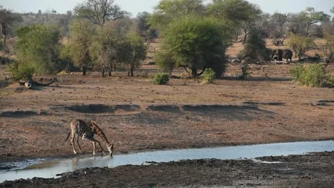 Extreme wide shot of a male giraffe drin... | Stock Video | Pond5