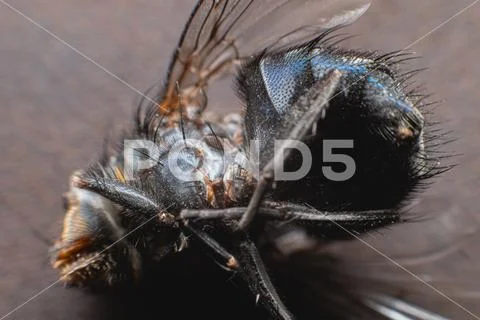 Extremely close-up of a dead fly covered with dust particles. Shallow ...