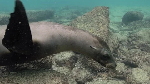 Extremely close look at the sea lion ani... | Stock Video | Pond5
