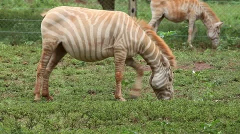 An Extremely RARE Albino Plains Zebra (E... | Stock Video | Pond5